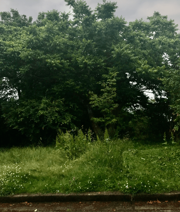 Vancouver Park Guide – A review of all 240+ parks in the City of Vancouver